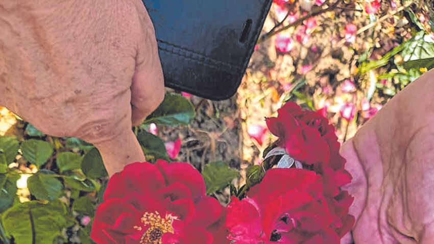 BOON - A kertekben is lehet matyó rózsa