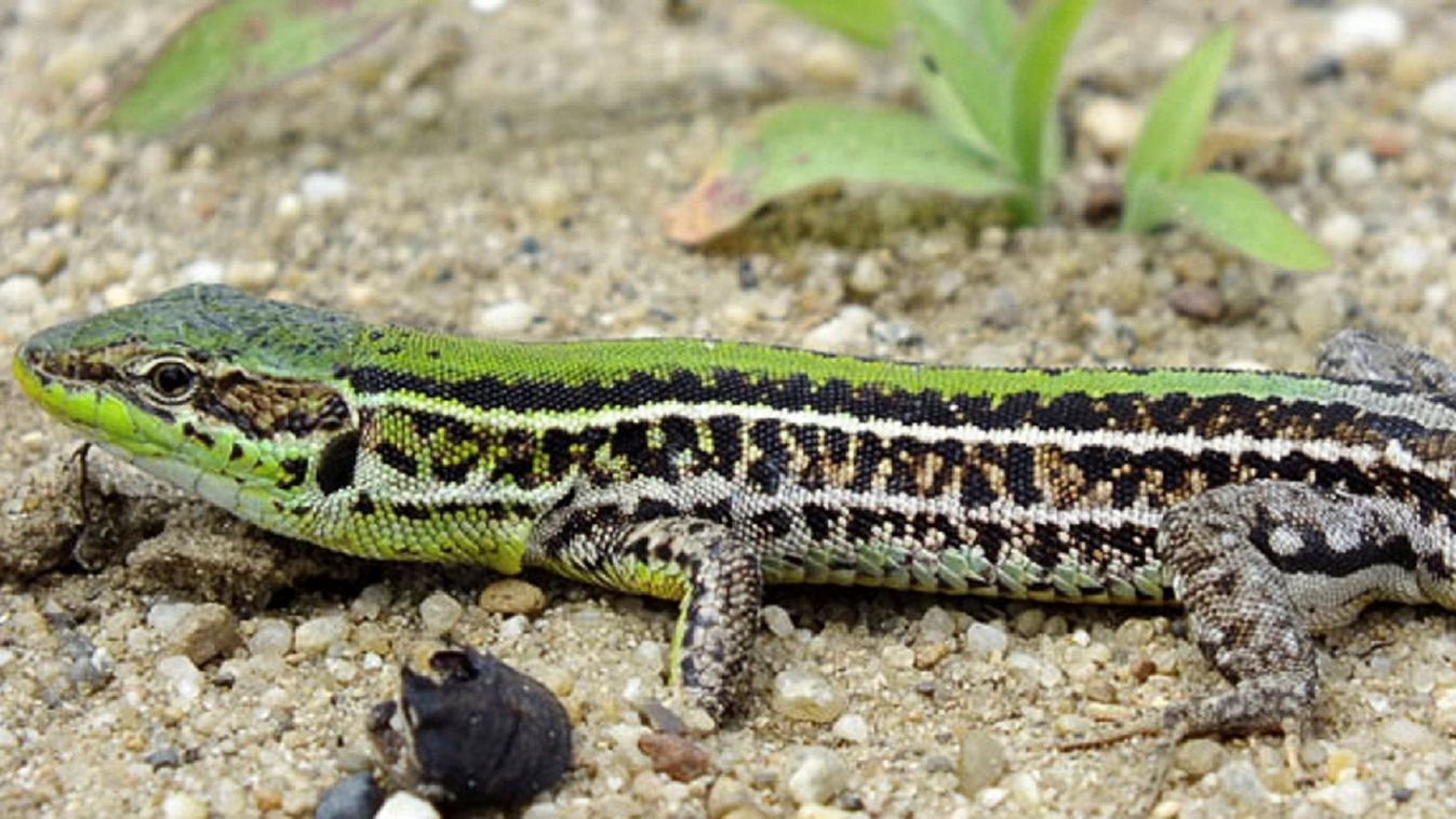 Rajzokon a színpompás gyík