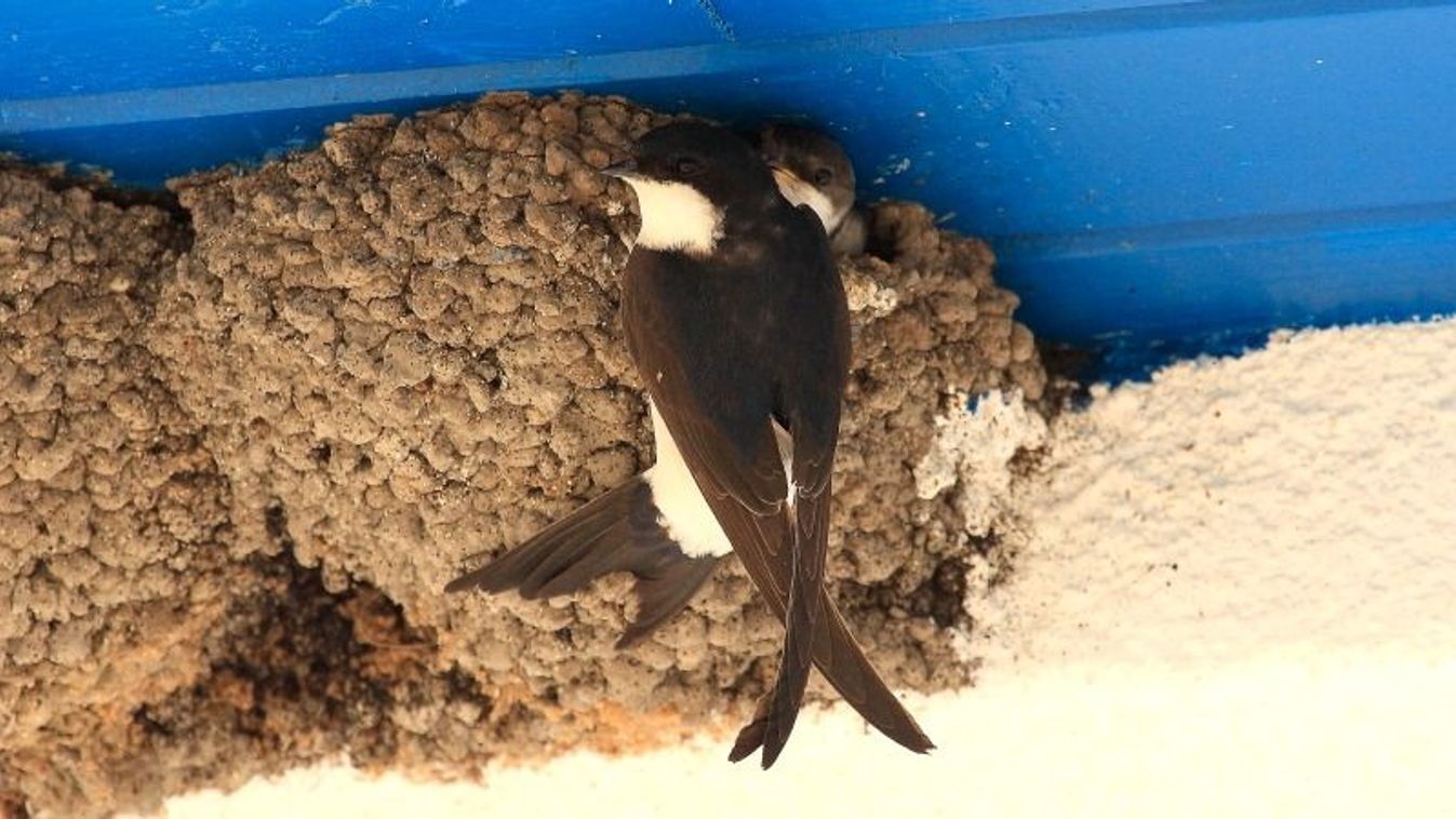 Támogathatjuk a fecskék költését