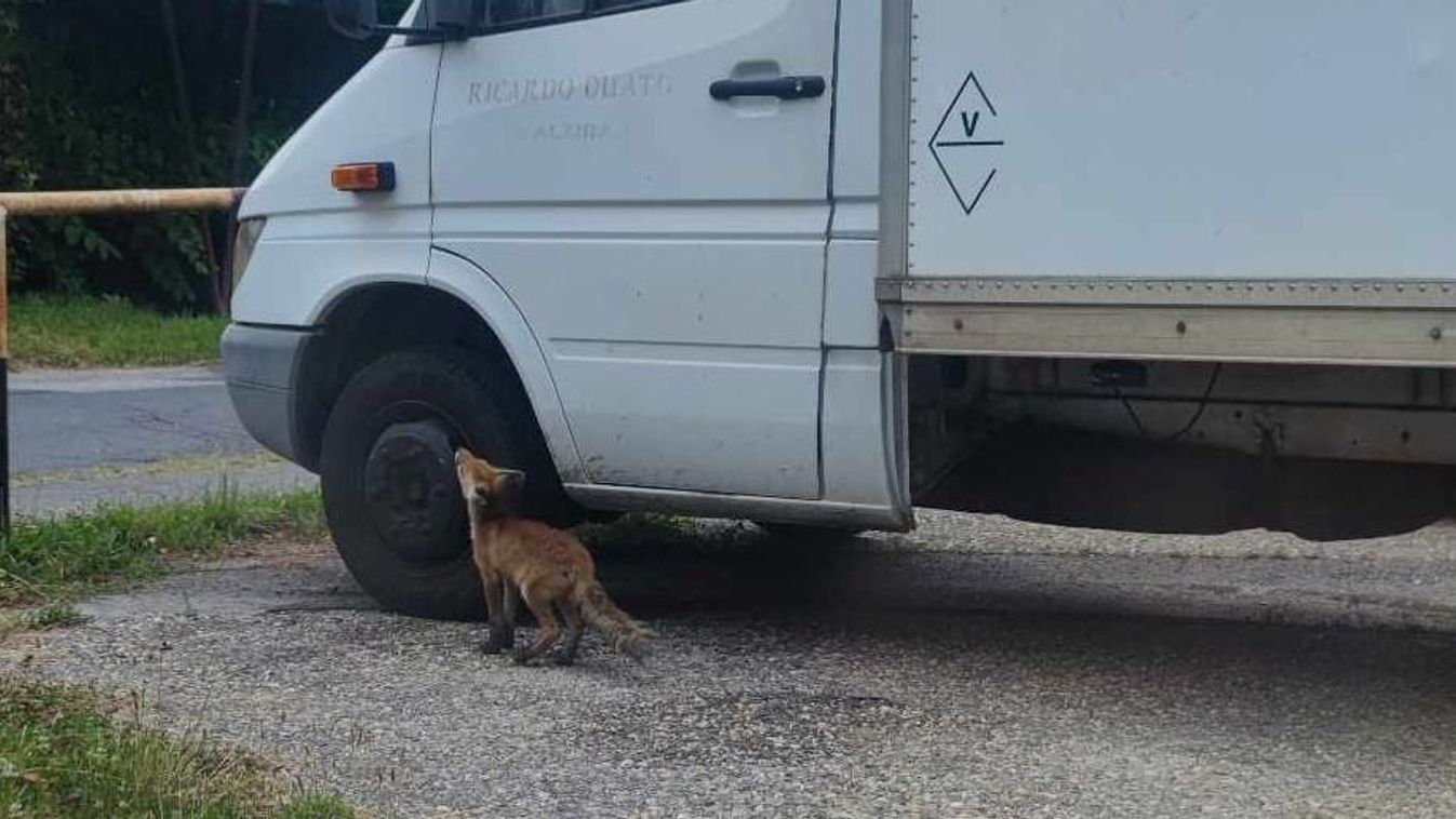 Kisróka jár a komlóstetői kisboltnál