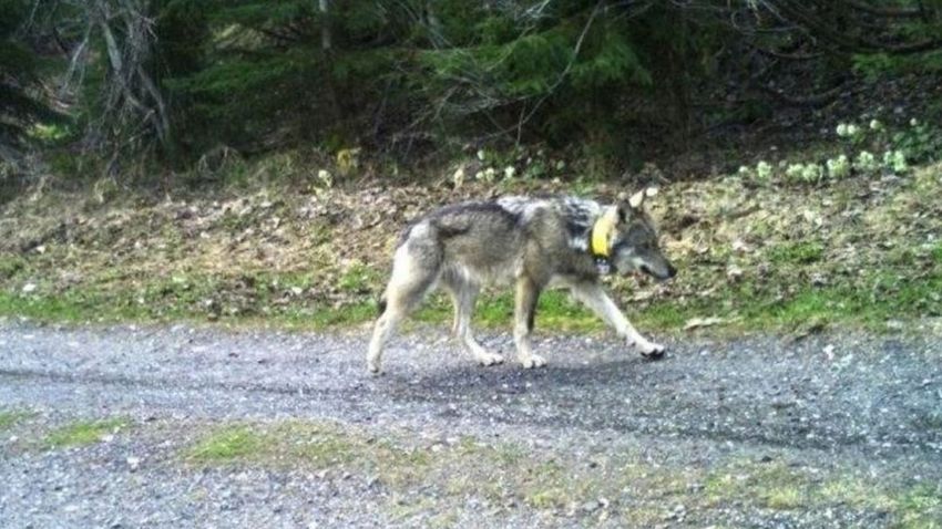 BOON - Az egyik vadász 9 éves fia lőhette le a jeladós farkast!