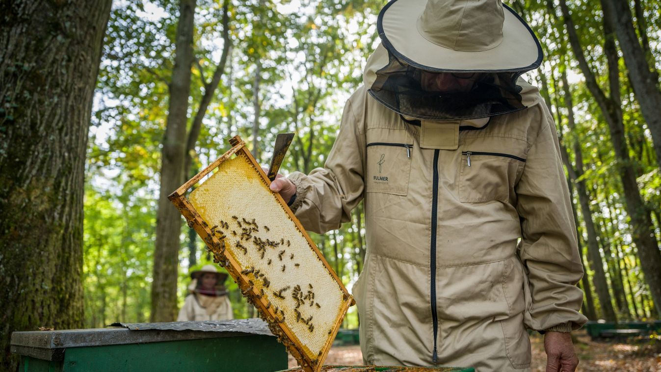 Horror a méhek életében: fagyok, atkák, vegyszerek