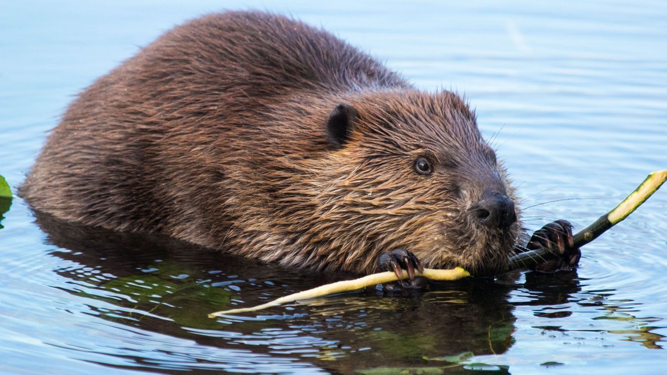 Hódot fogtak a Barlangfürdő medencéjében. A „sztár hód" lenne?