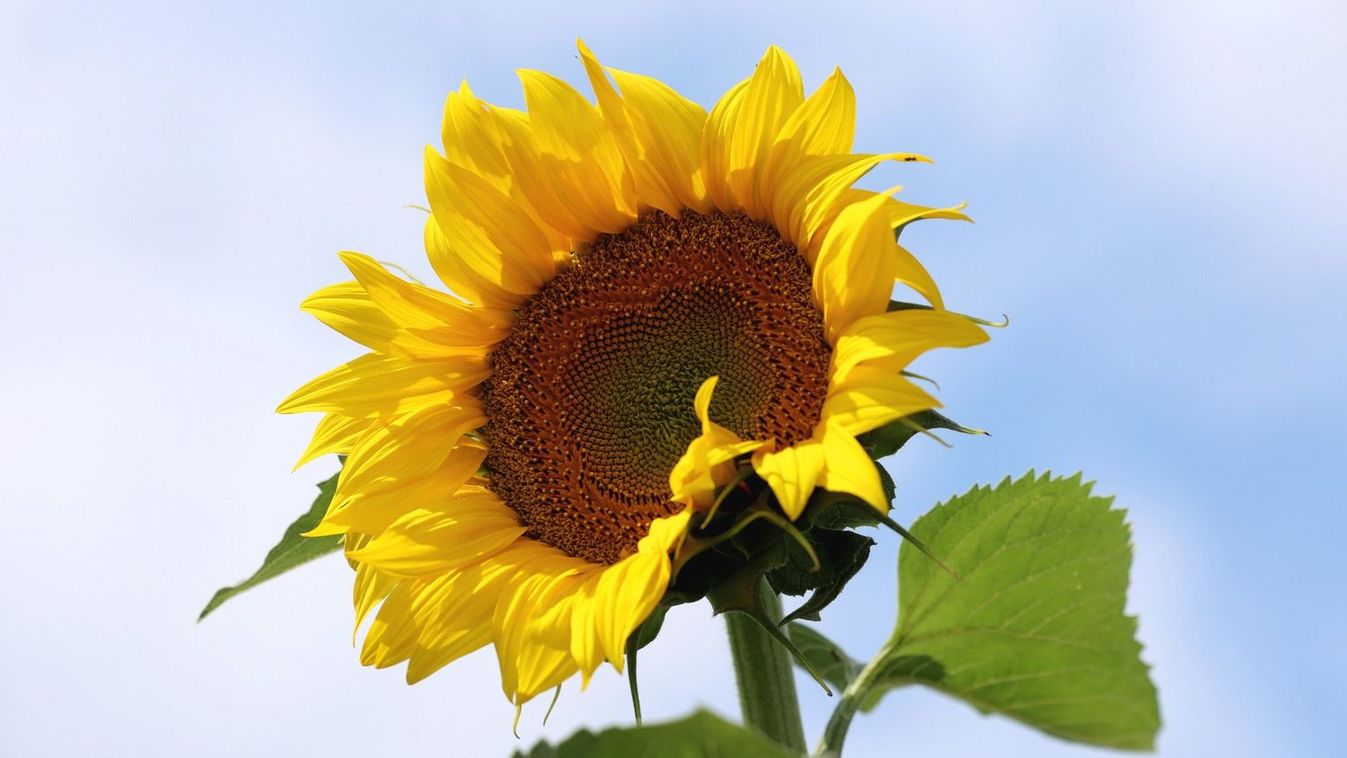 Időjárás-előrejelzés ez vár ránk július utolsó napján