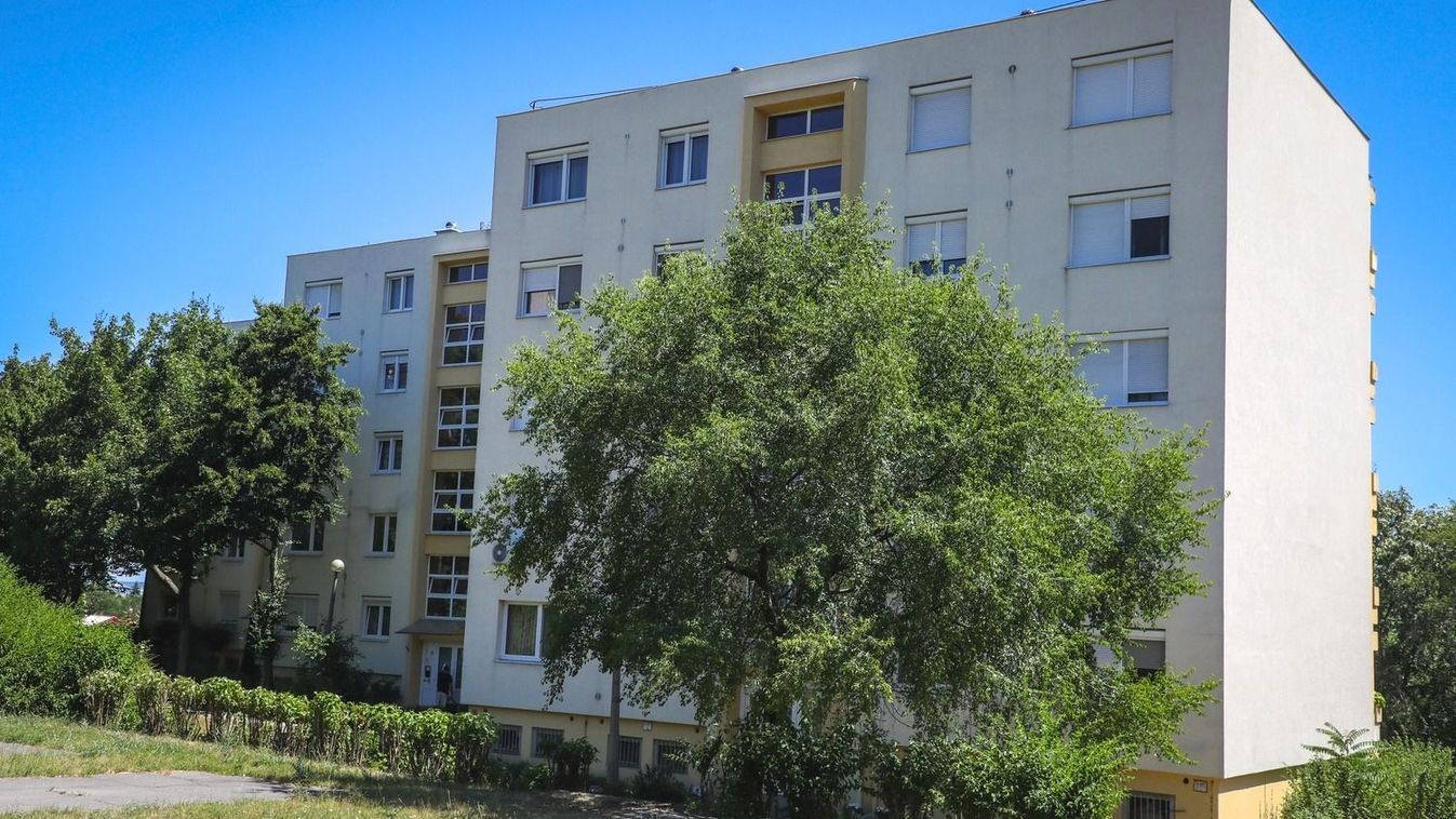 Vaddisznók portyáznak az Avason!