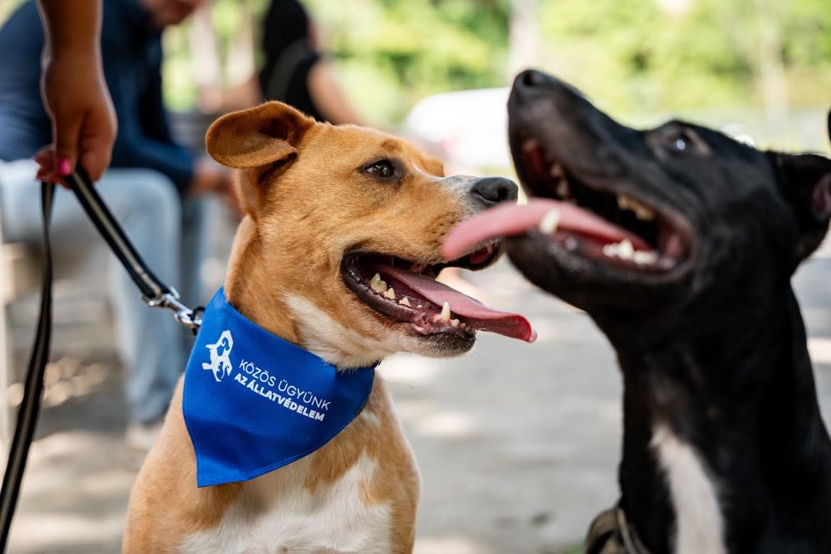 Magyar Falu Program: megjelent az új kiírás!