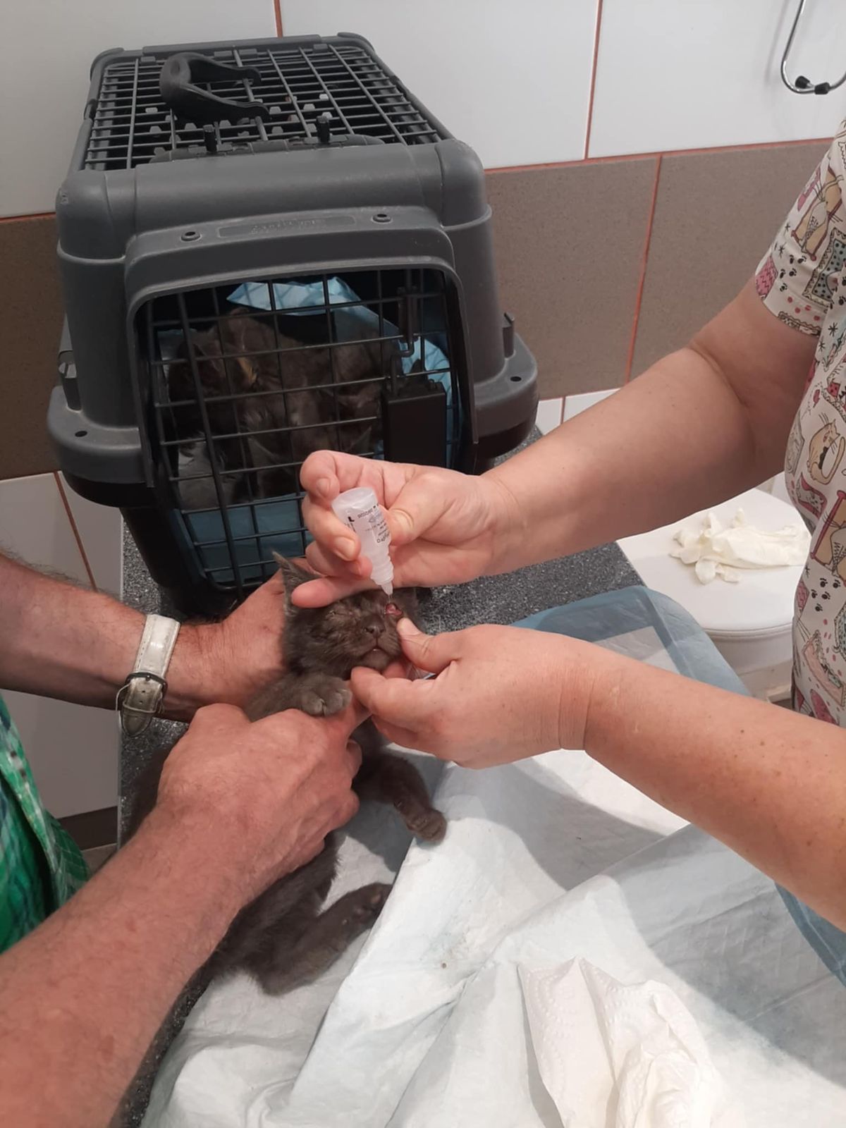Kiscicák mentését vállalta a miskolci ügyvéd