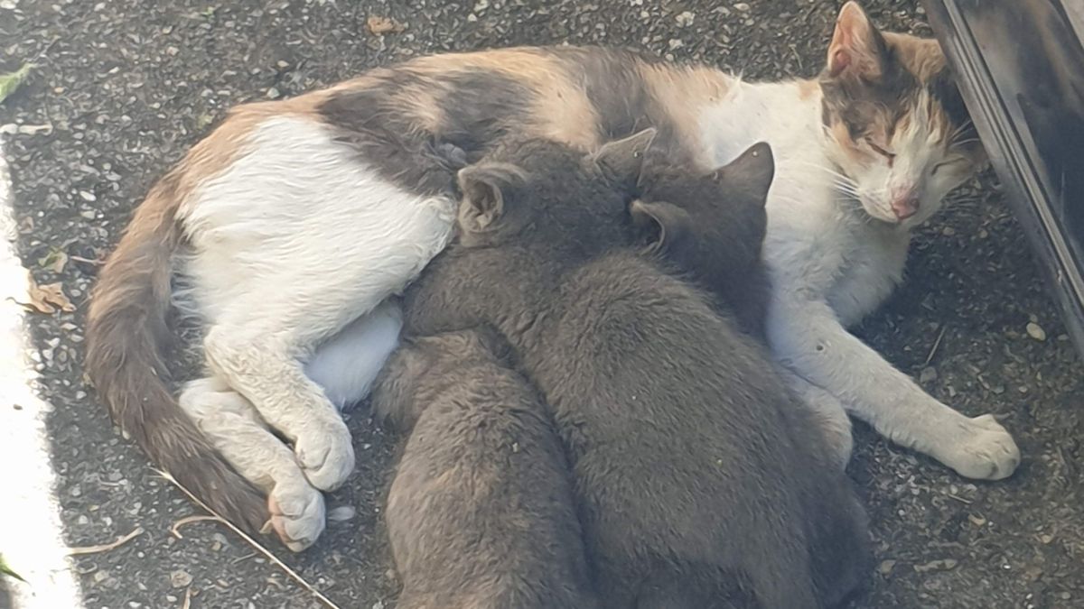 Kiscicák mentését vállalta a miskolci ügyvéd