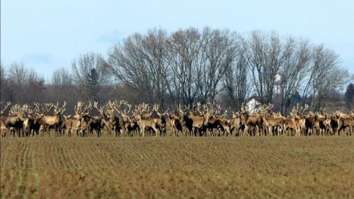 Elképesztő: maffiamódszerrel szerzik meg az agancsokat Borsodban!