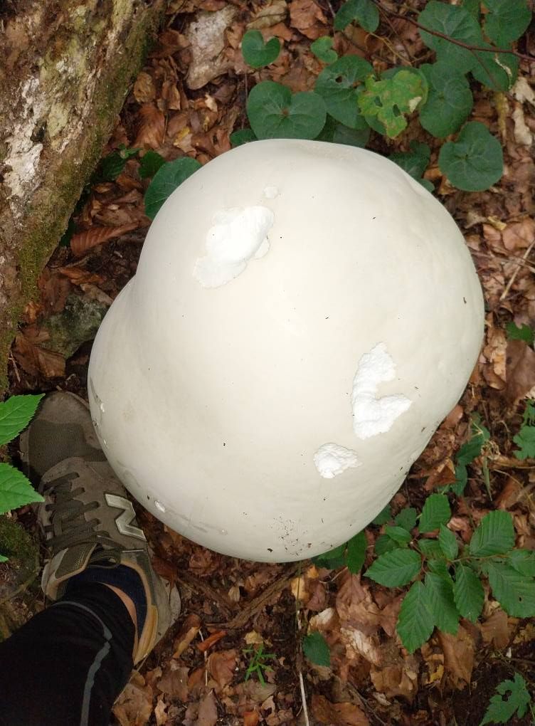 Hatalmas gombát találtak a Bükkben