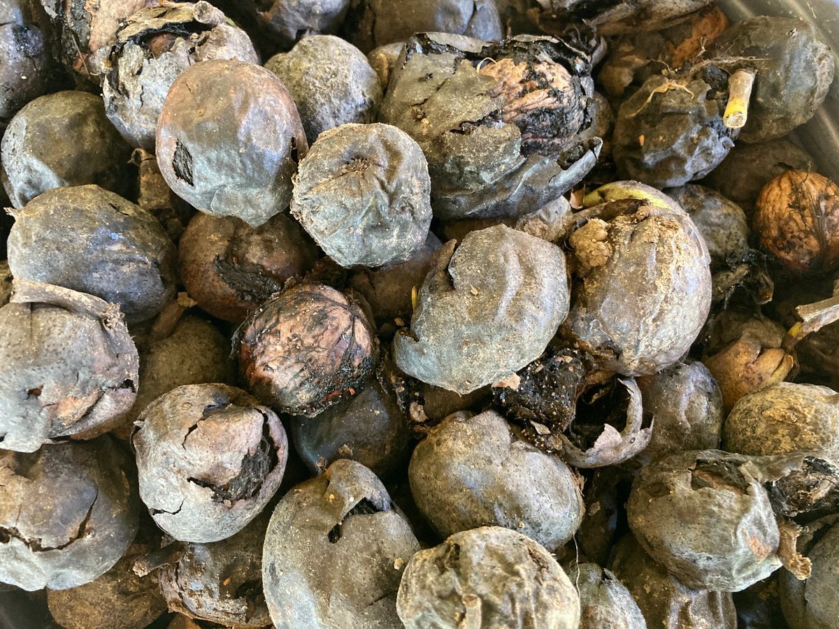 Fekete dió: okok, betegségek és hatékony védekezés