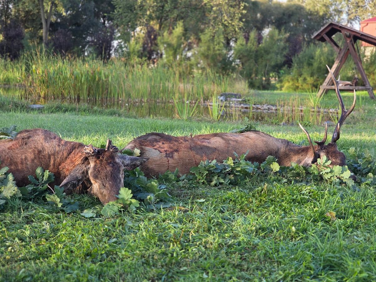 Torz agancsú szarvasbikát ejtettek el Borsodban, fotókon a különleges állat