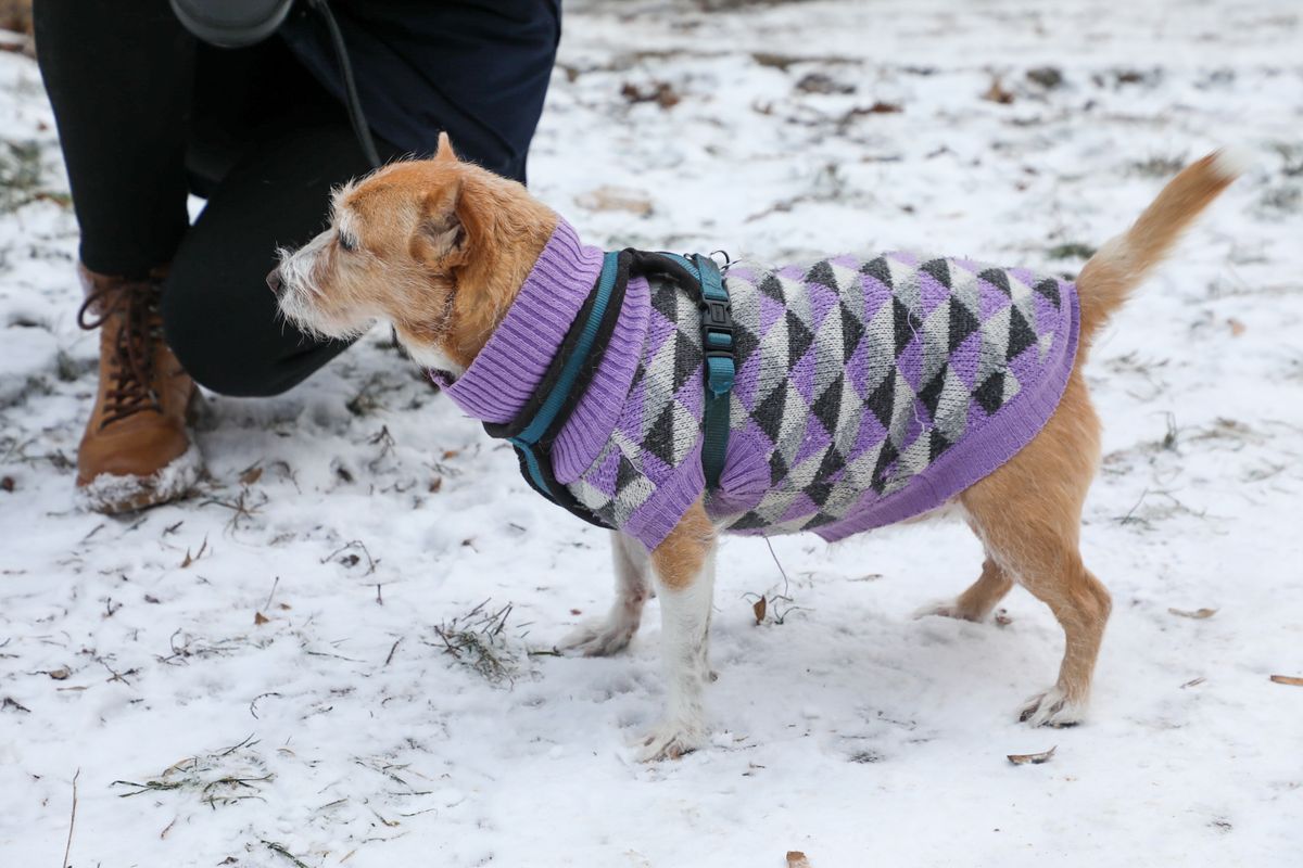 A kutyaruha jól jöhet az extrém hidegben.