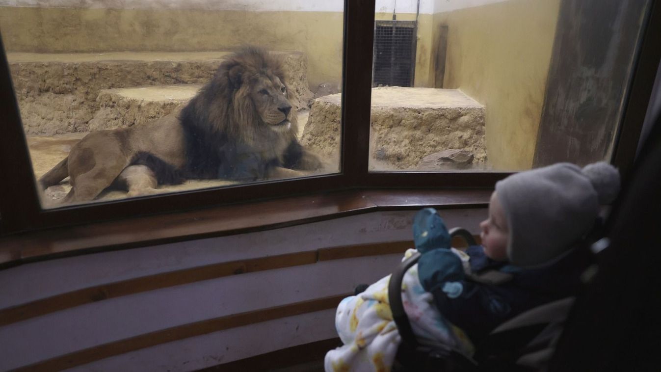 Oroszlánokat, tigriseket, de még hollókat is etettek