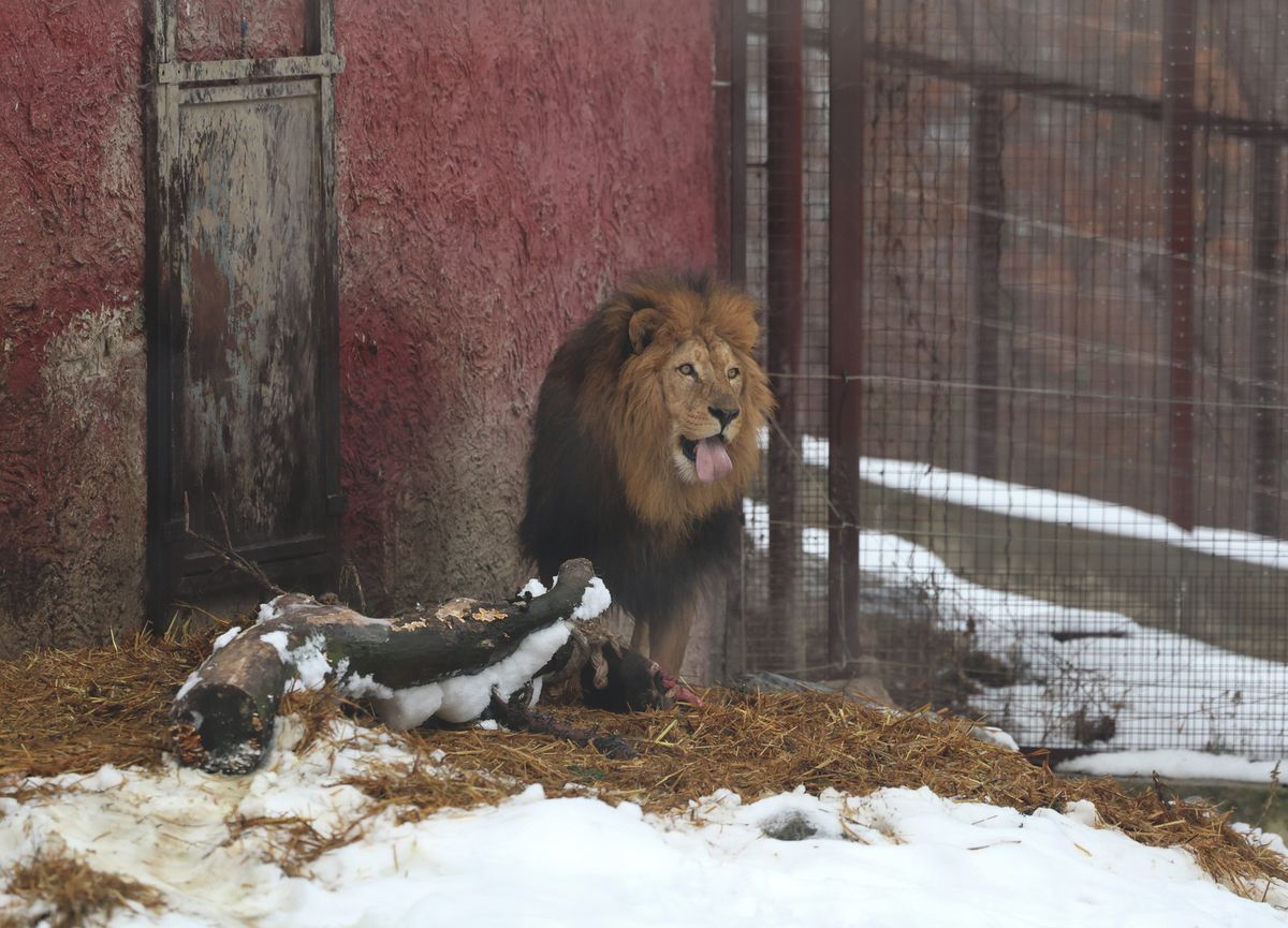 Oroszlánokat, tigriseket, de még hollókat is etettek