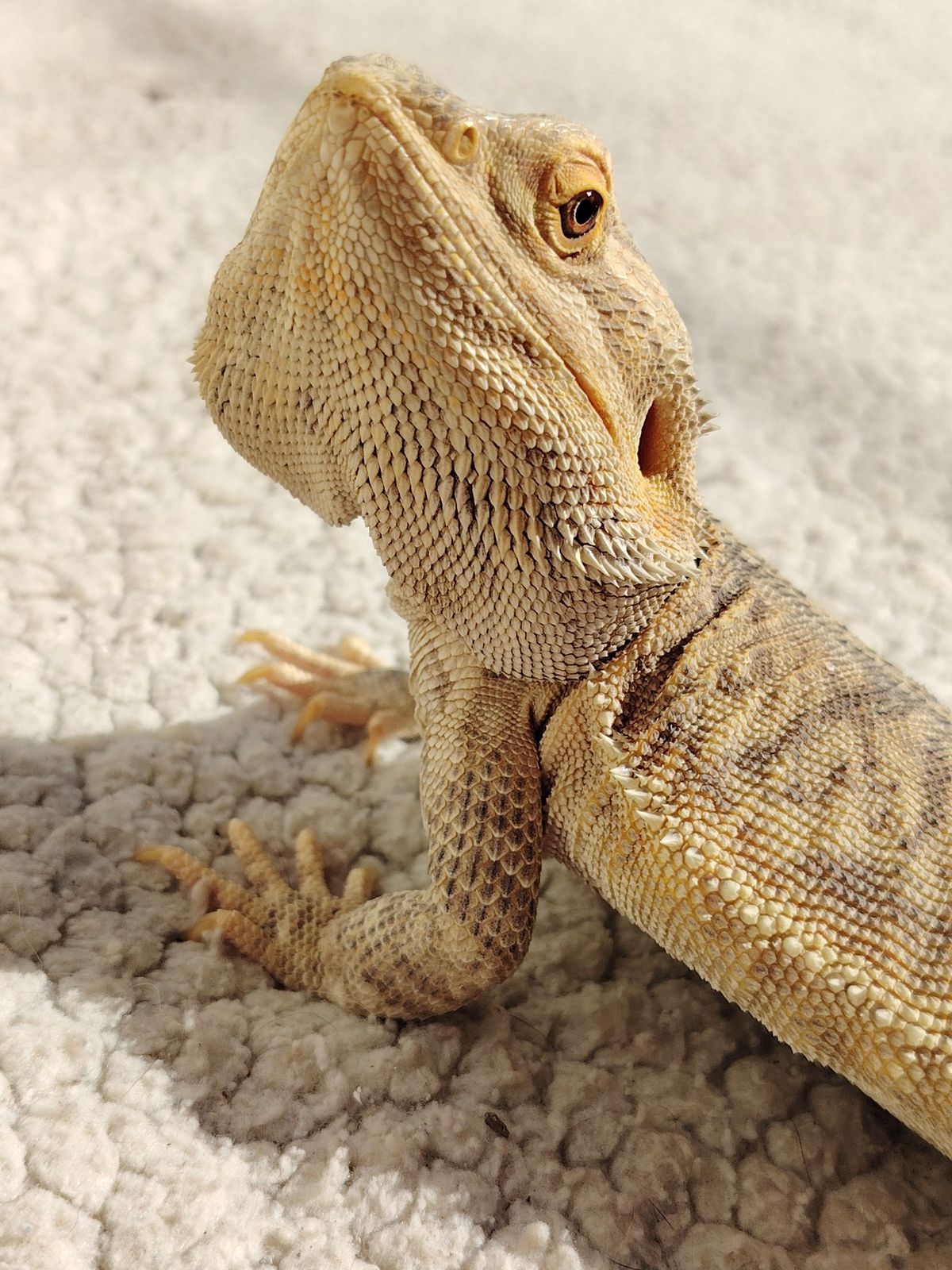 Házi kedvenc lehet egy leguán is? Meglepő fotók érkeztek a kommentelőktől